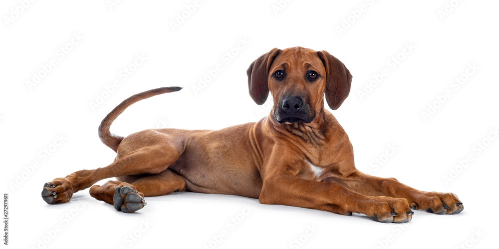 Cute wheaten Rhodesian Ridgeback puppy dog with dark muzzle, laying ...
