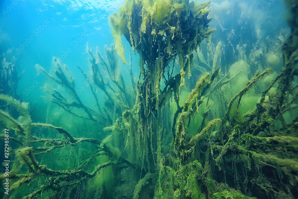 submerged trees flooded underwater / lake fresh jungle water ecology ...