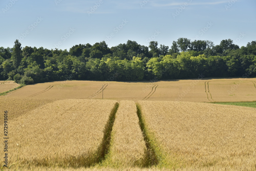 Traces de roues de tracteur dans un champ de froment vers l'un des bois ...