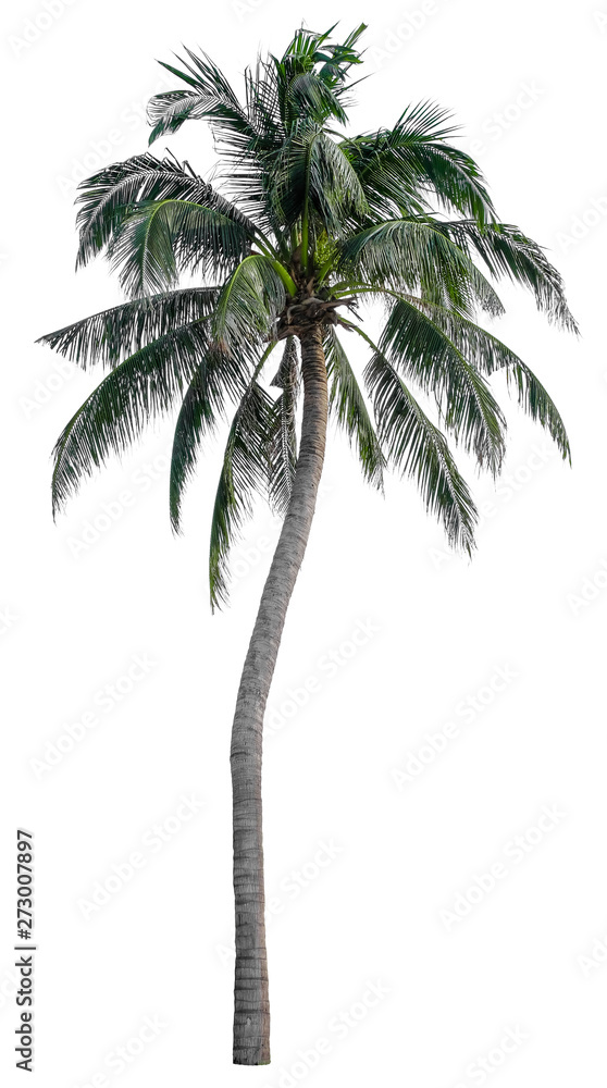 Beautiful coconut tree isolated on white background. Suitable for use ...