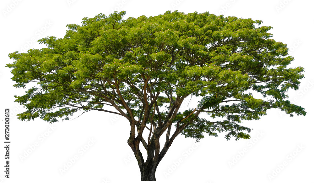 Beautiful tree isolated on white background. Suitable for use in ...