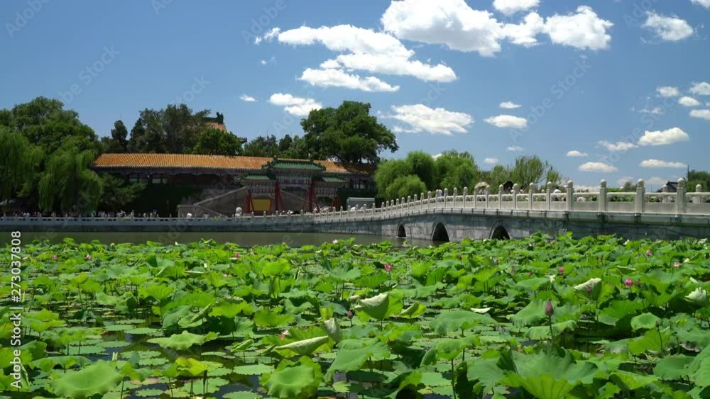 Chinese garden in Beijing - famous public park. Giant water lily plants ...