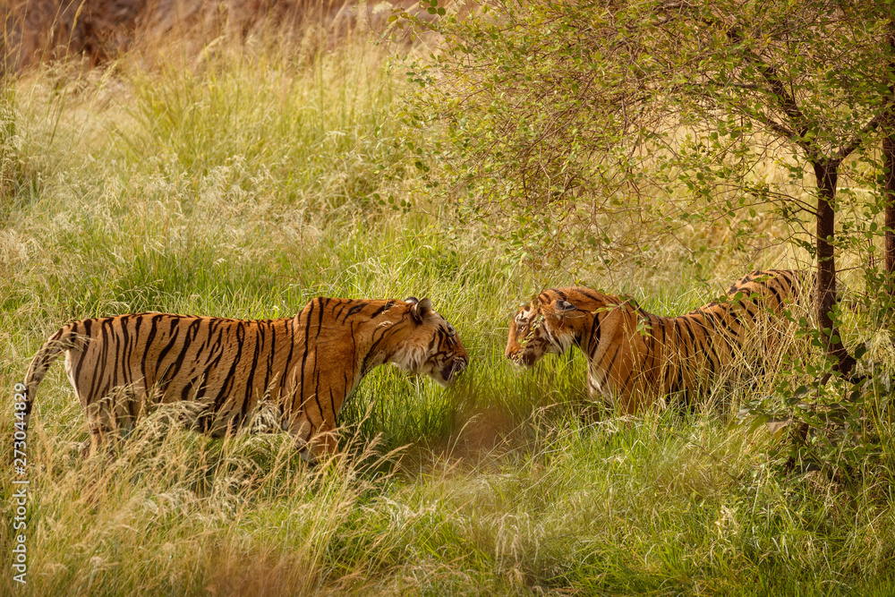 Beautiful tiger in the nature habitat. Mighty tiger walk during the ...