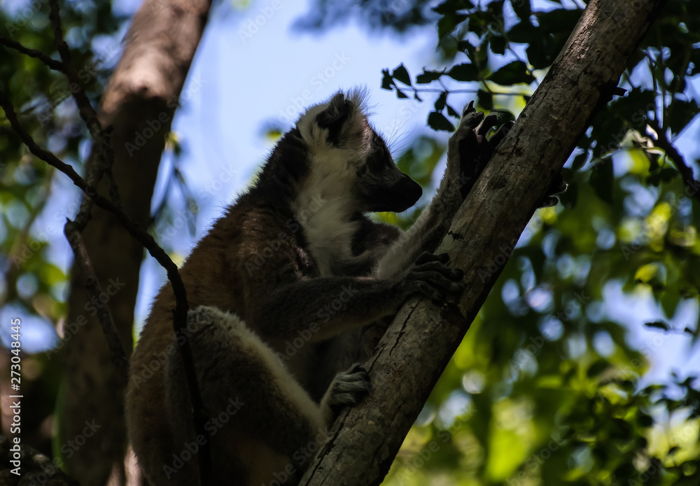 Portrait of the ring-tailed lemur Lemur catta aka King Julien in Anja ...