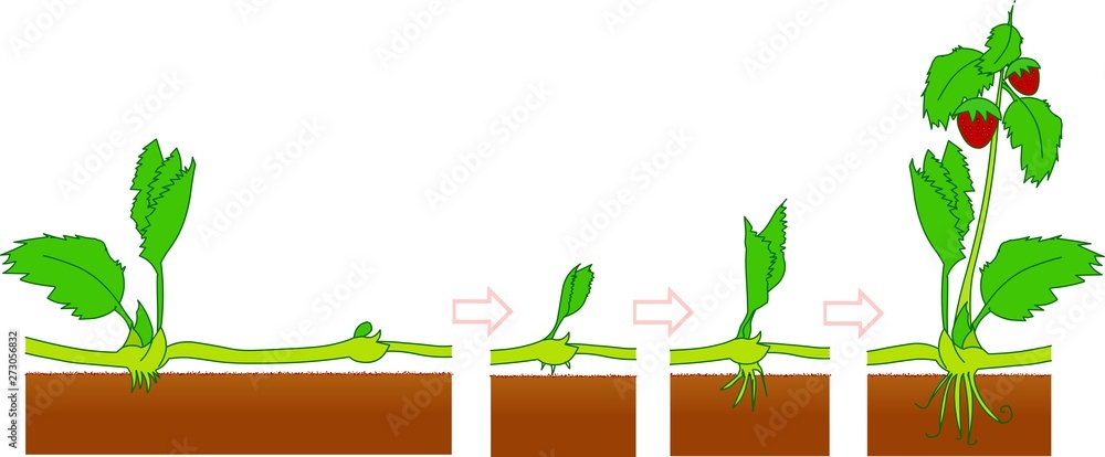 Obraz Plants, Runners. Asexual reproduction, Growth stages. growth and ... Obraz Plants, Runners. Asexual reproduction, Growth stages. growth and ...