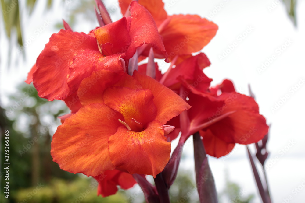 Canna indica Canna indica, también llamada baranda de México, caña de ...