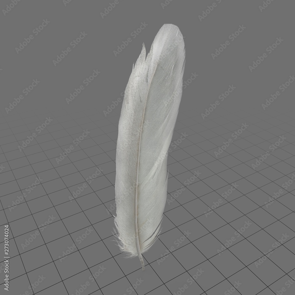 Long white feather Stock 3D asset | Adobe Stock