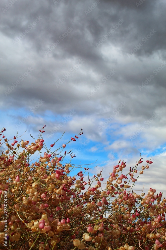 SCUTELLARIA MEXICANA, also known as Bladder Sage, native plant of ...