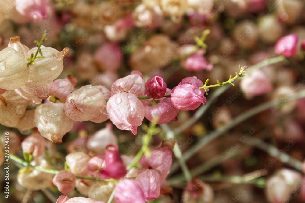 SCUTELLARIA MEXICANA, also known as Bladder Sage, native plant of ...
