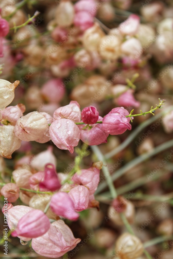 SCUTELLARIA MEXICANA, also known as Bladder Sage, native plant of ...