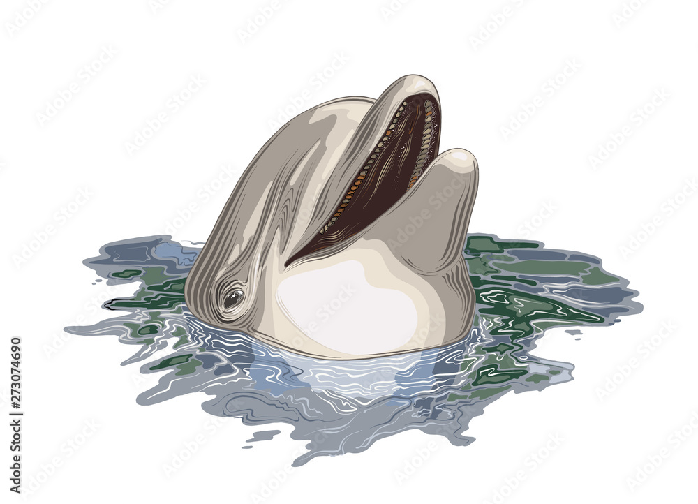 Vector drawing of dolphin in color, isolated on white background ...