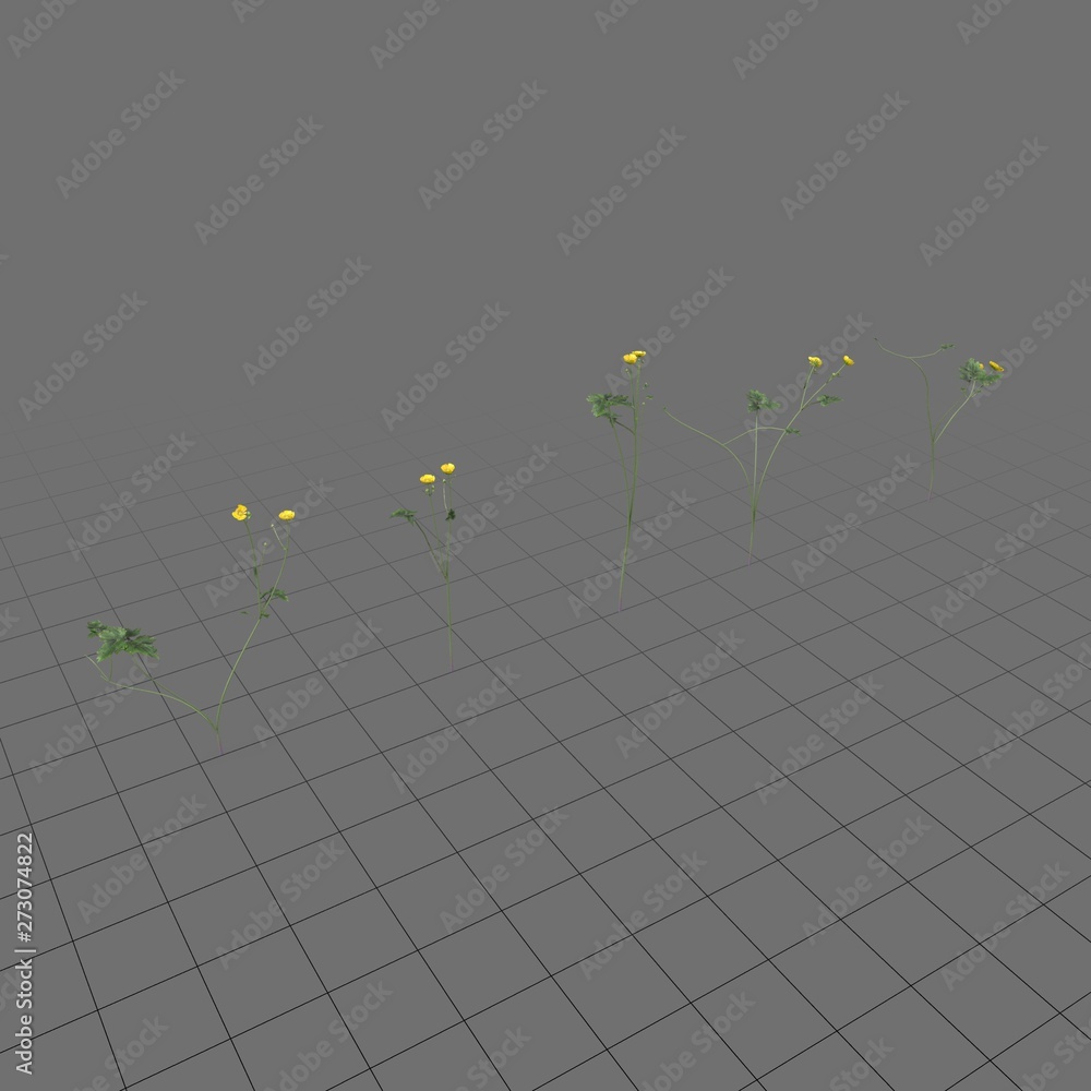 Creeping buttercup flowers Stock 3D asset | Adobe Stock