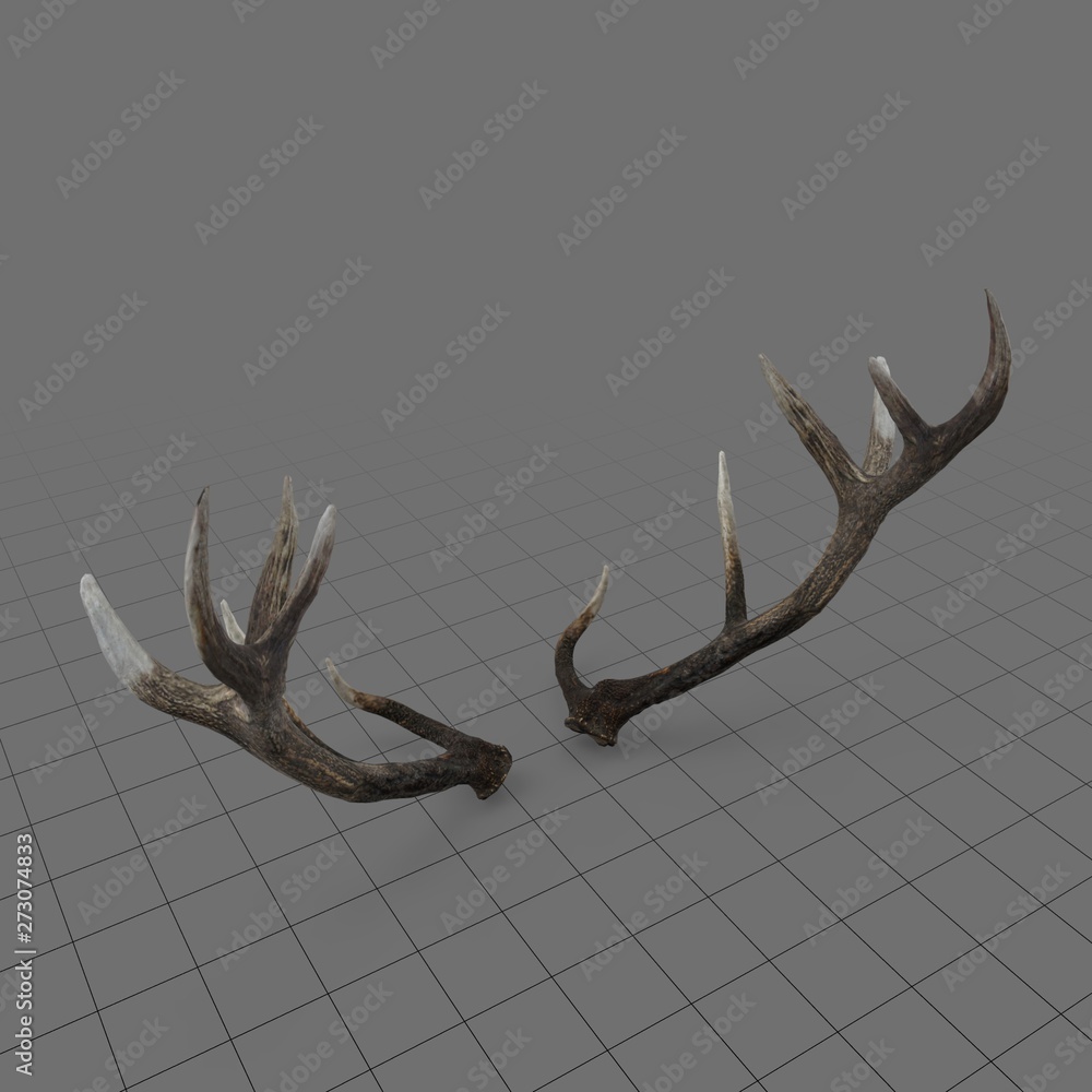 Reed deer antlers Stock 3D asset | Adobe Stock