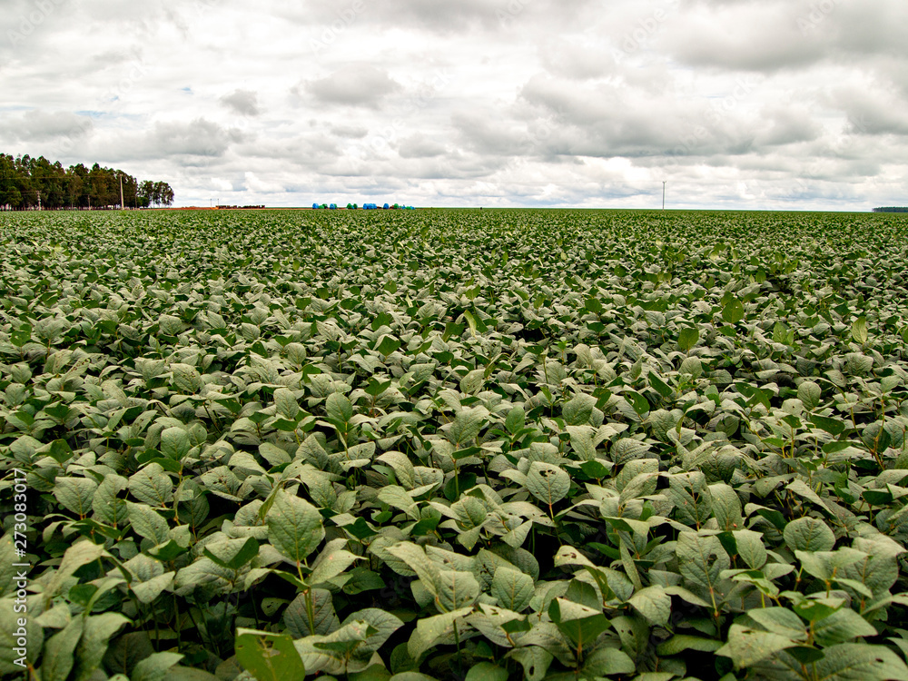 Soya fields in Brazil Stock Photo | Adobe Stock