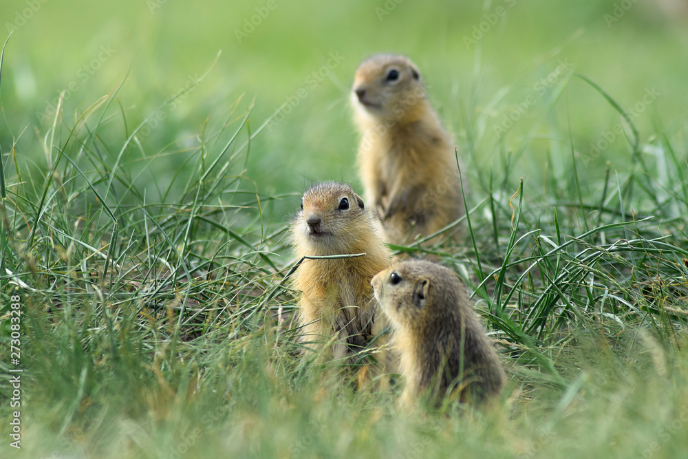 Cute Baby Gopher