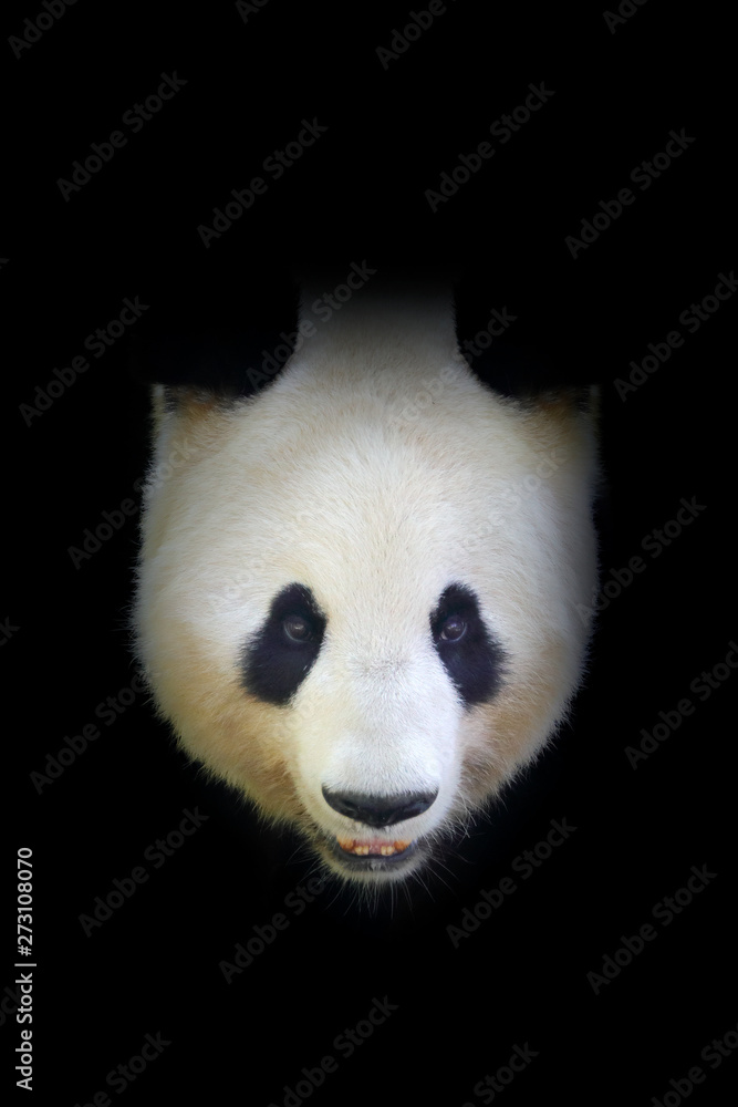 Panda bear, detail portrait. Wildlife scene from Chinese nature. Giant ...