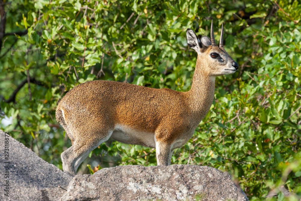 klipspringer antelope mammal of the national park reserves and parks of ...