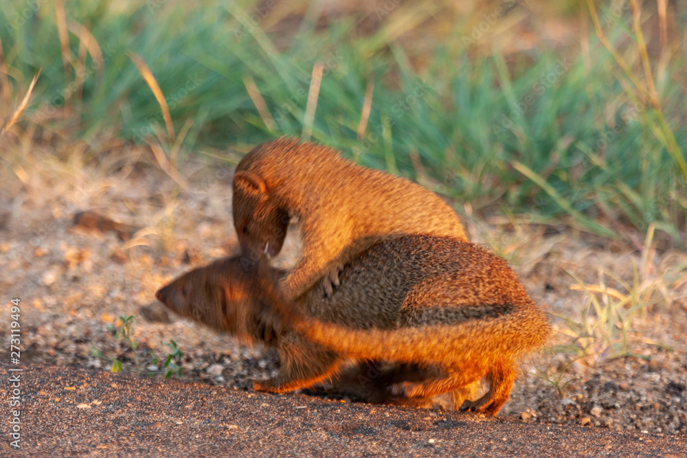mangoose mammal of the kruger national park reserves and parks of south ...