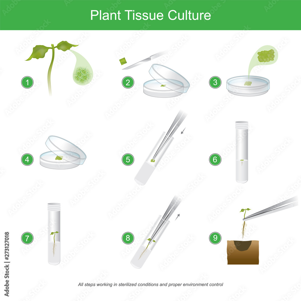 Plant Tissue Culture. Rare plant tissue culture with cutting some for ...