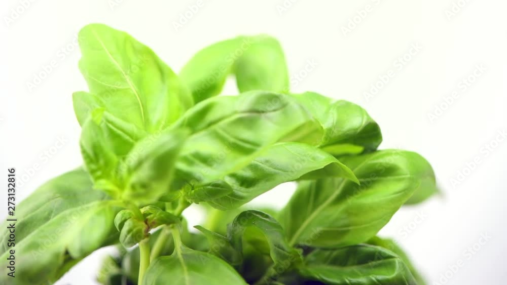 Basil. Fresh basil leaves over white background. Closeup of Basil plant ...