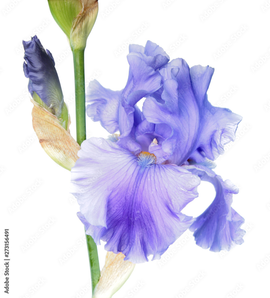 Blue iris flower close-up isolated on white background. Cultivar with ...