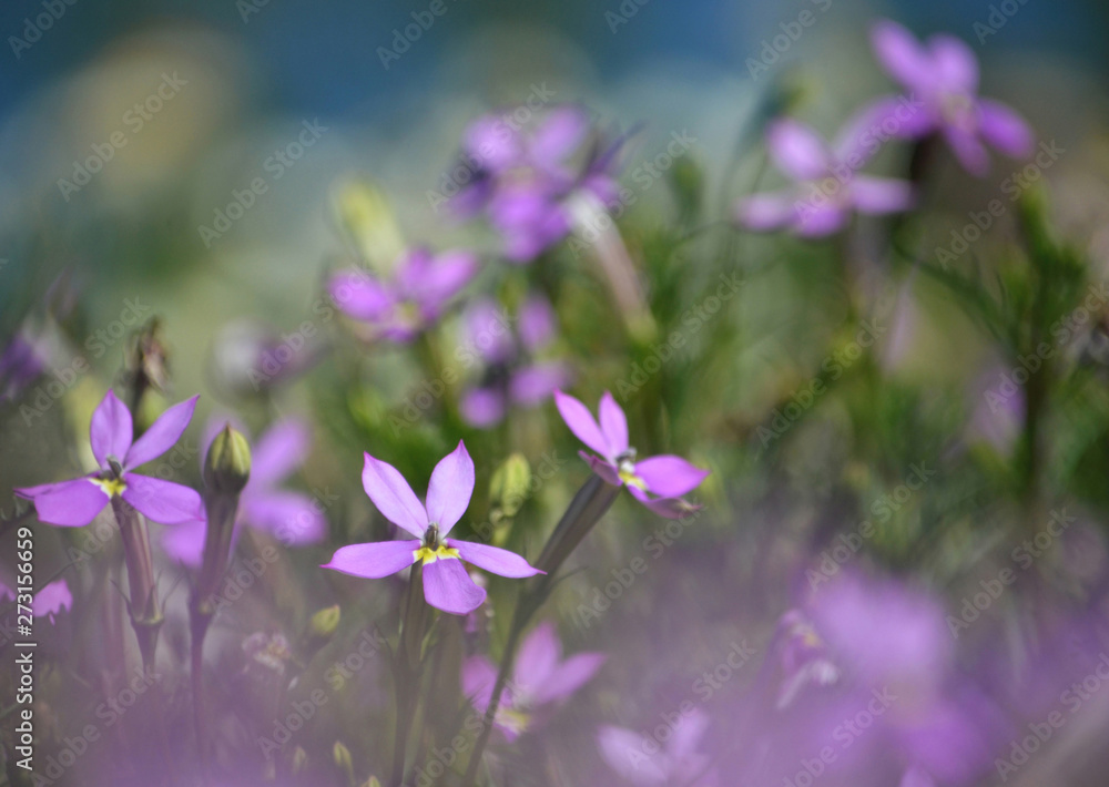 Dreamy flowerbed Australian native perennial herb Isotoma axillaris ...