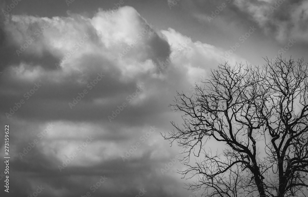 Creepy Dead Trees Black And White