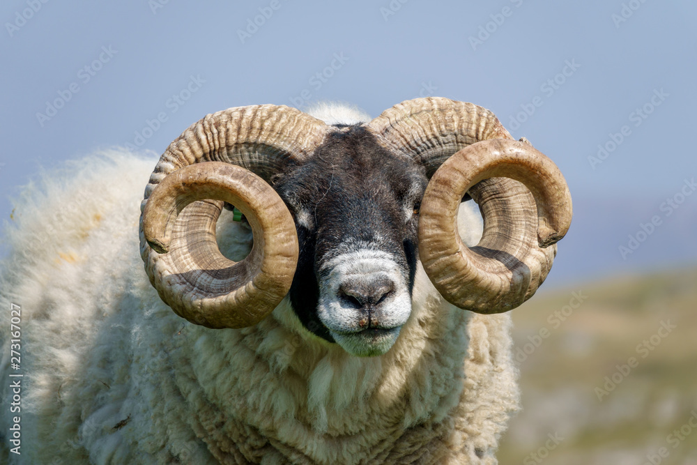 Schaf Stock Photo | Adobe Stock