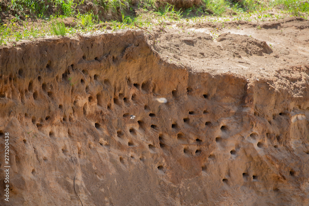 Large nesting area Bank Swallow (Riparia riparia) Burrow in earthen ...