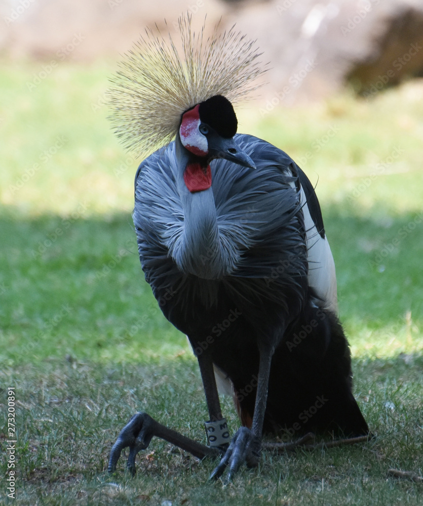 Amazing Look at an East African Crowned Crane Stock Photo | Adobe Stock