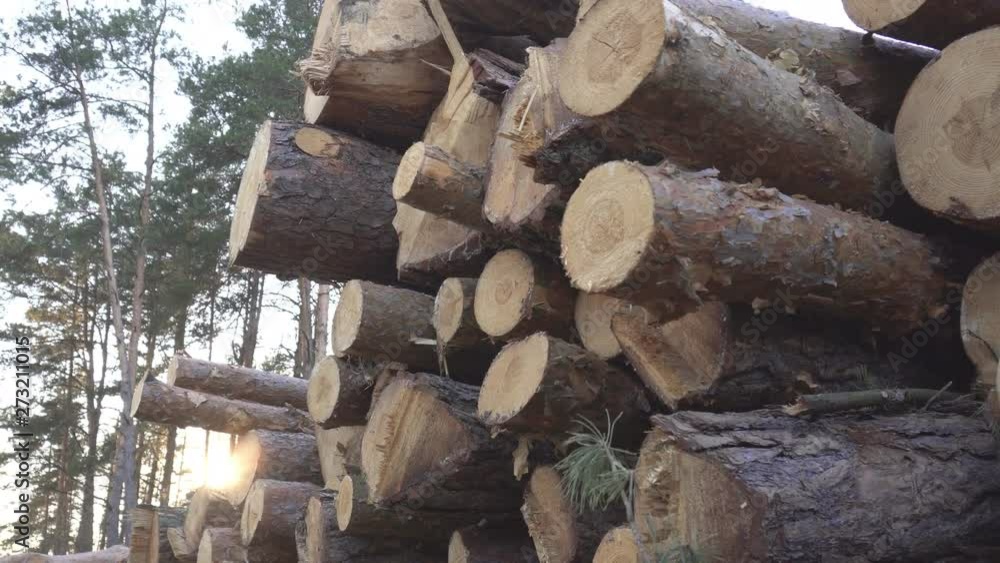 Big pile of timber logs in the forest against the backdrop of a sunset ...