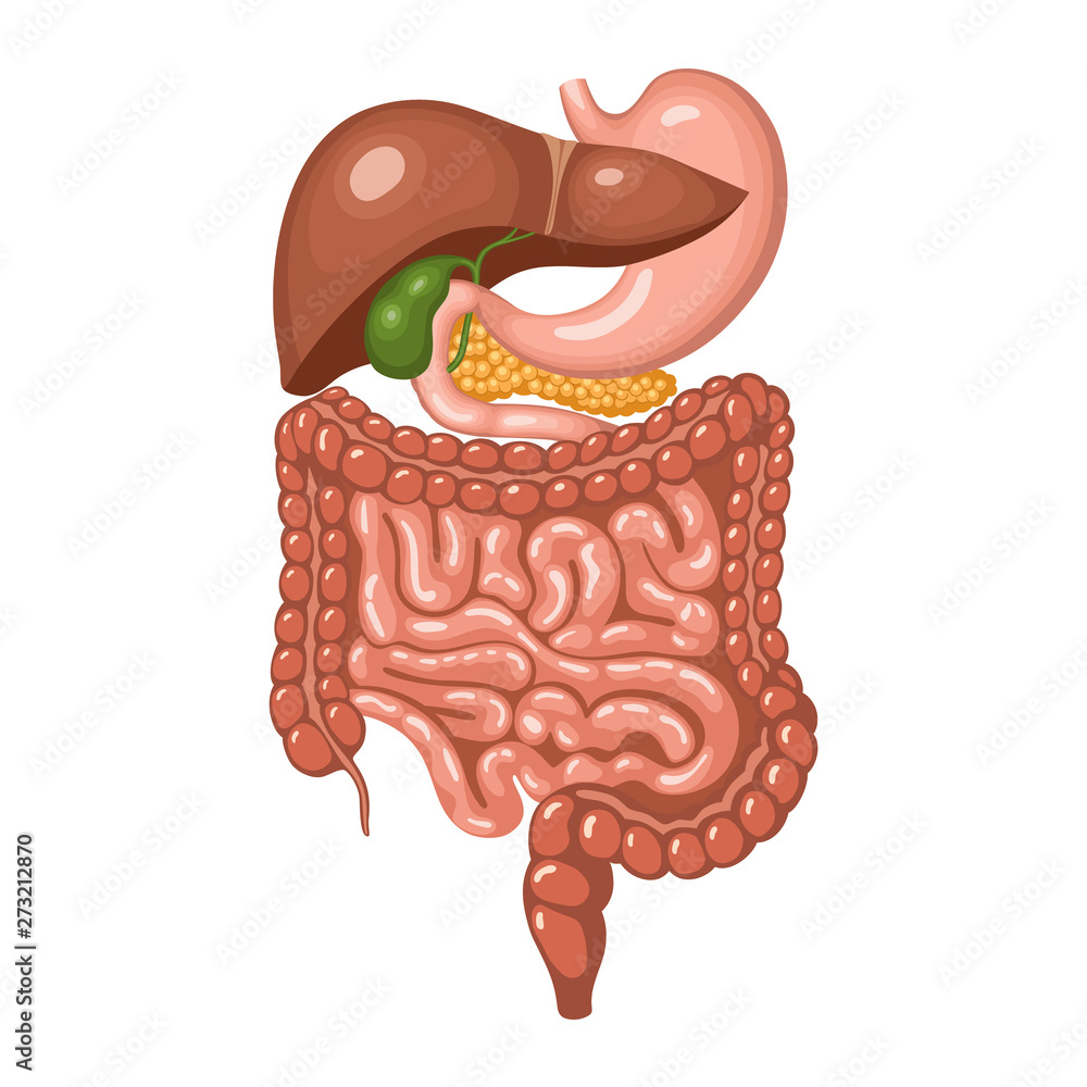 Anatomy of the human digestive system vector de Stock | Adobe Stock
