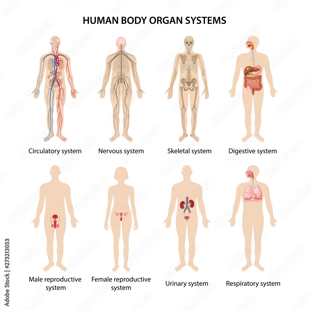 Eunuchs Body Structure