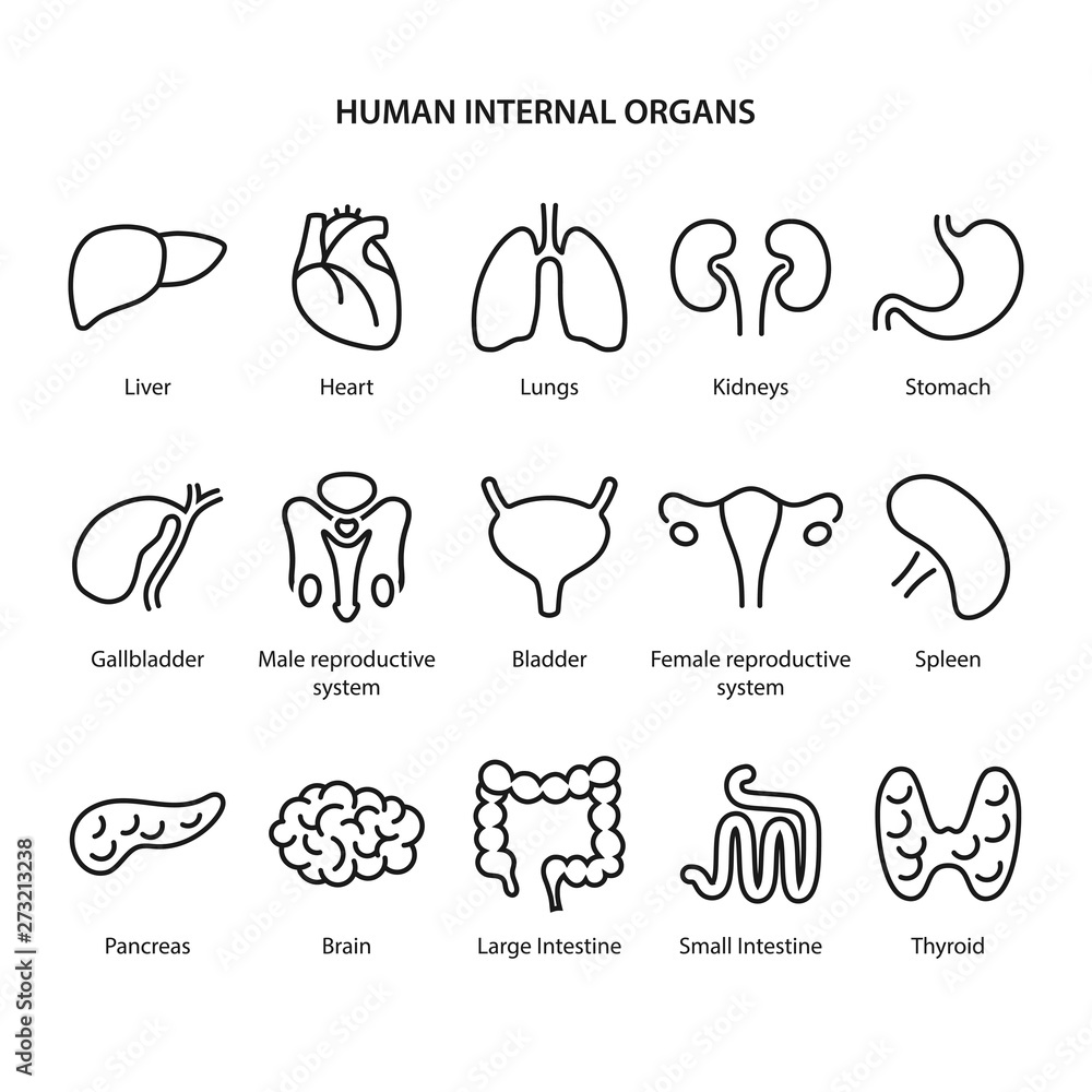 Set of icons of human internal organs in outline style Stock Vector ...
