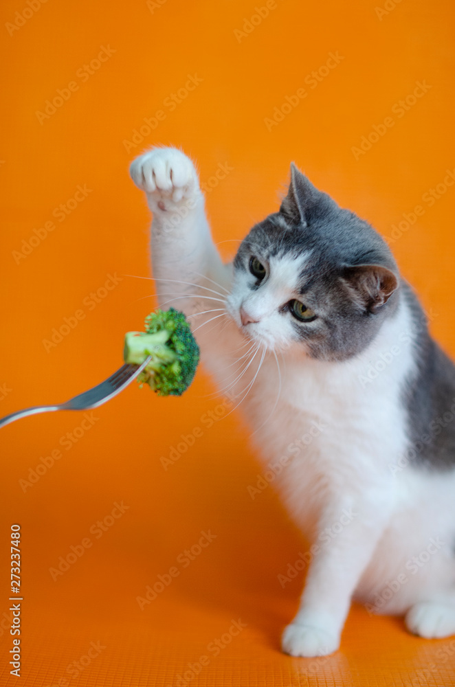 Broccoli Cat
