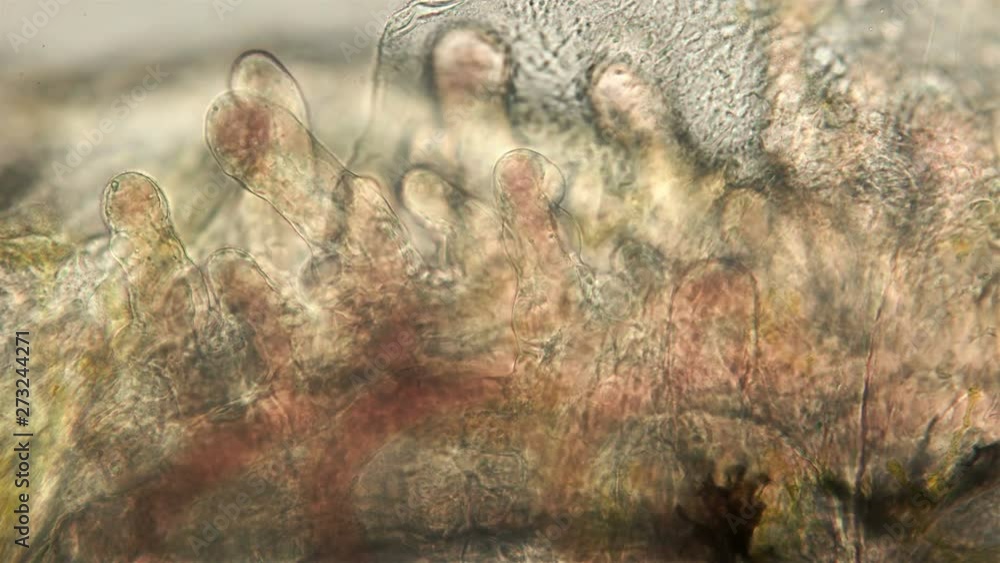 Video Stock gills little fish under the microscope, the initial ...