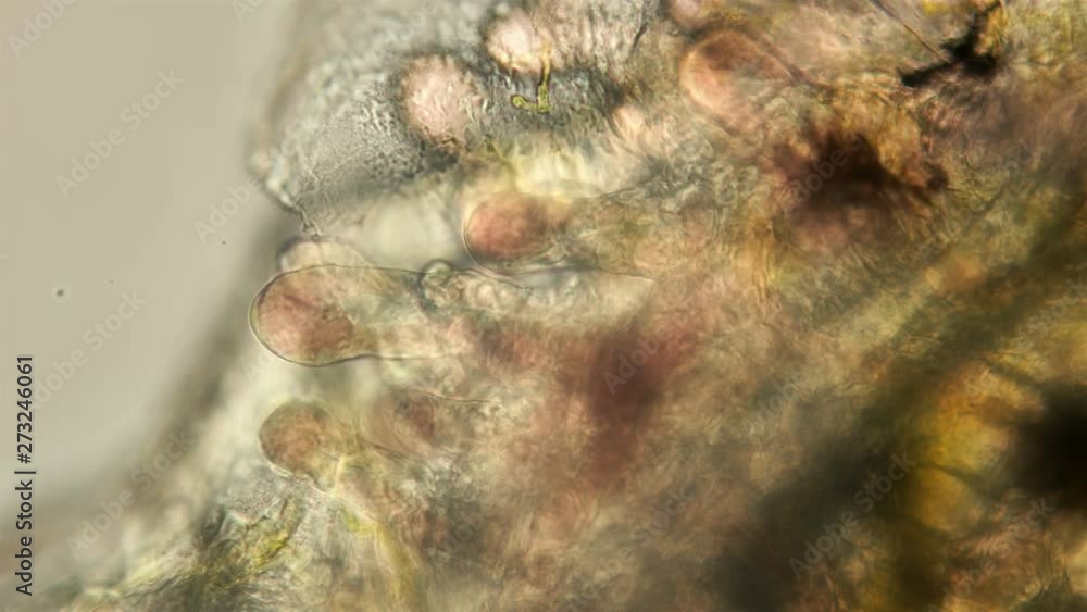 gills little fish under the microscope, the initial development of the ...