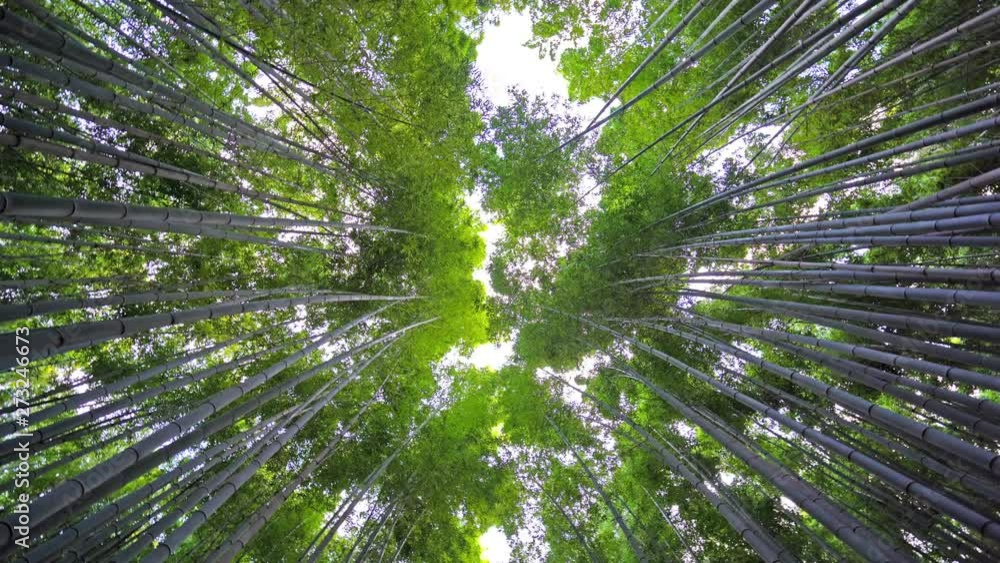 Rack focus from a very low angle rotation on the green canopy of bamboo ...