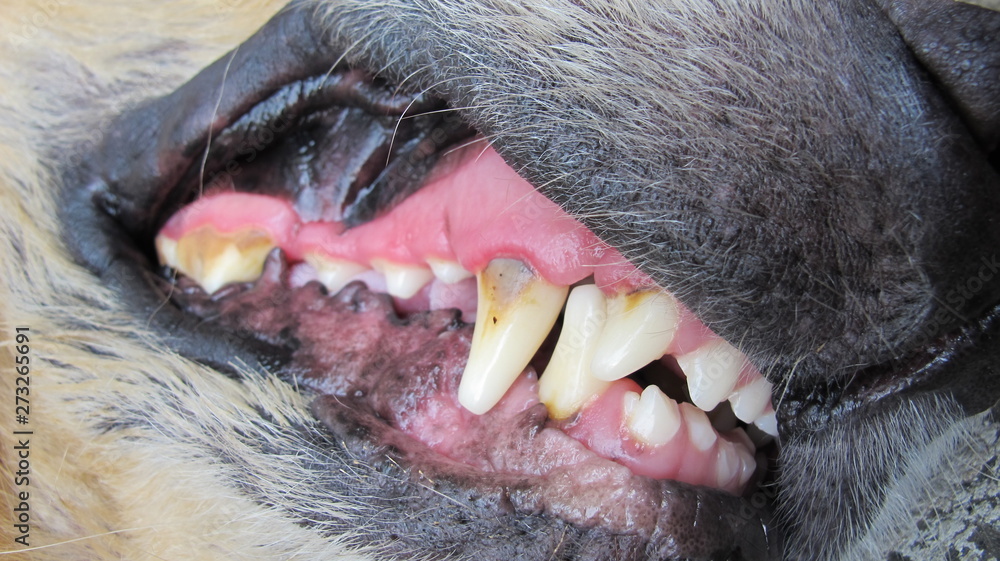 Dog teeth, Caries, Animal and pet veterinary care concept, Health check ...