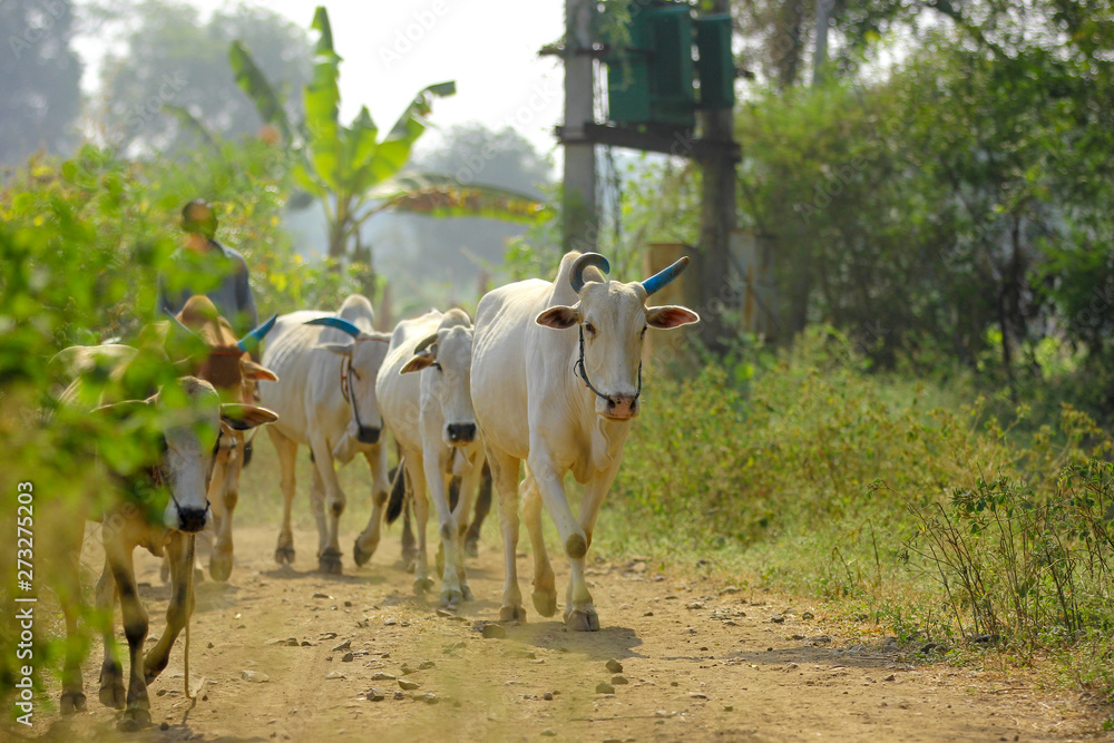 bull at green farm Stock Photo | Adobe Stock