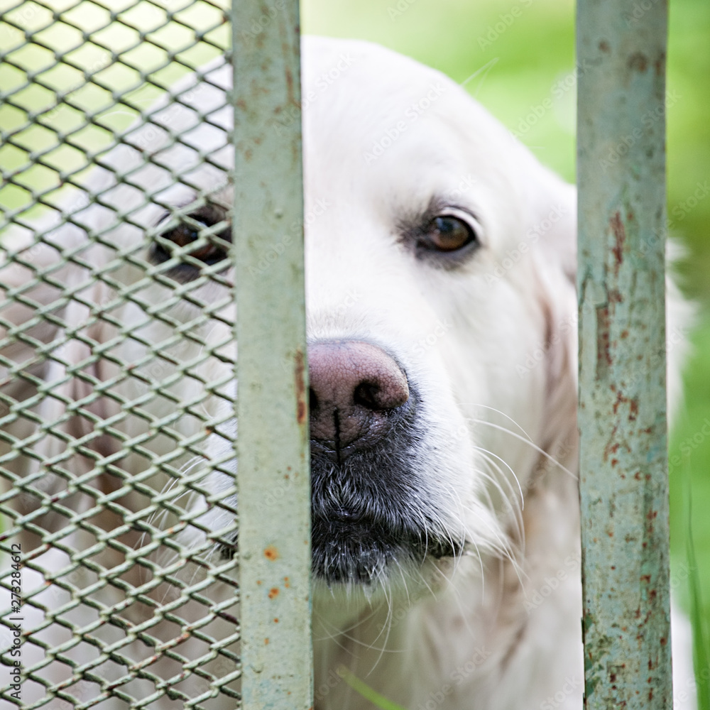 dog of labrador retriever breed with sad look closeup muzzle view ...