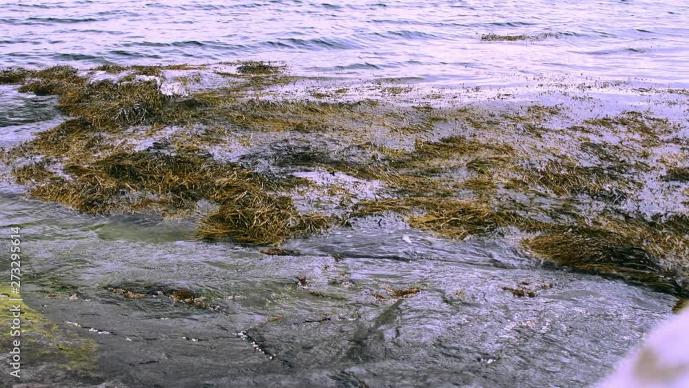 Sea water flushing rock at the beach. Lots of se grases grown on the ...