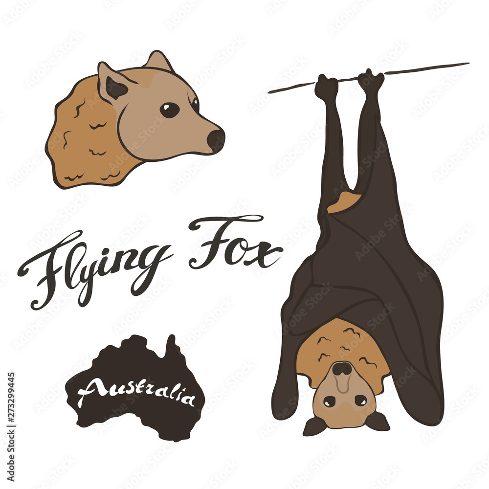 Flying fox vector image isolated on white background. Flying fox in ...