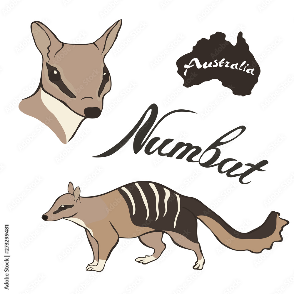 Numbat vector image isolated on white background. Noombat in full ...