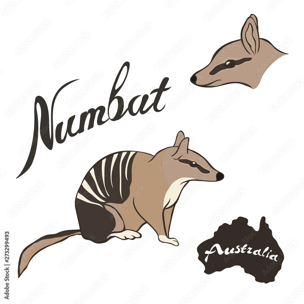 Vecteur Stock Numbat vector image isolated on white background. Noombat ...