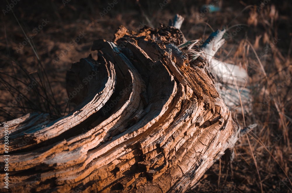 The destruction of the tree into layers under the action of the ...