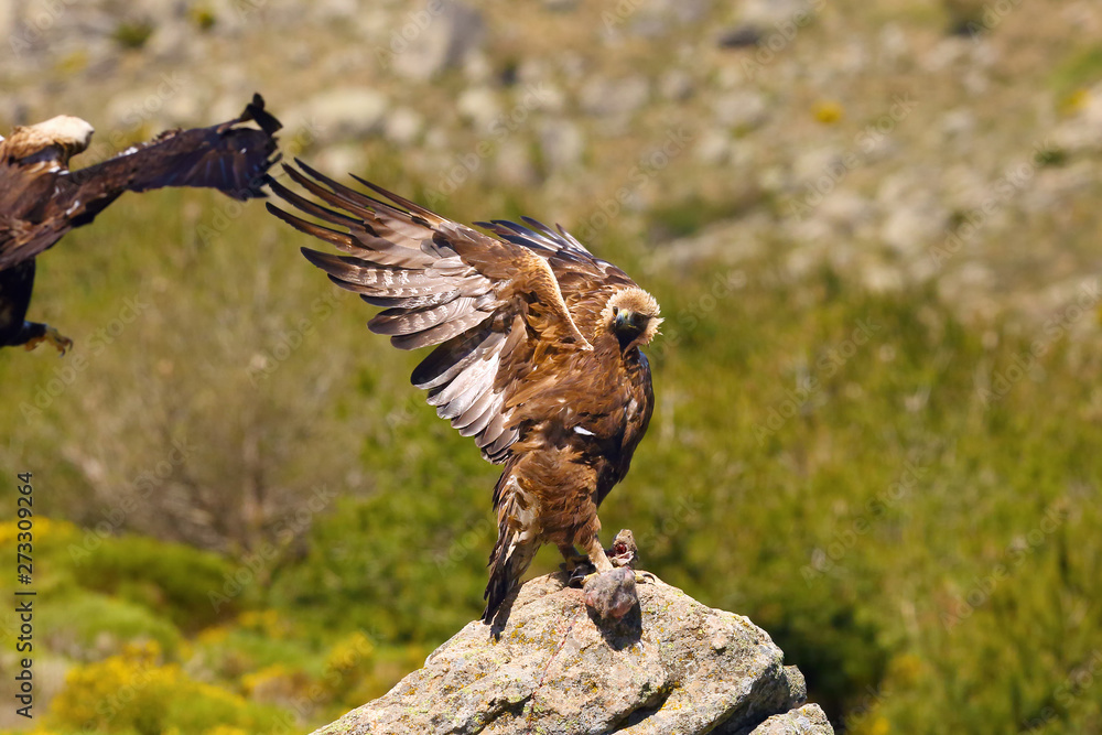 The golden eagle (Aquila chrysaetos) sitting on the rock. Male golden ...