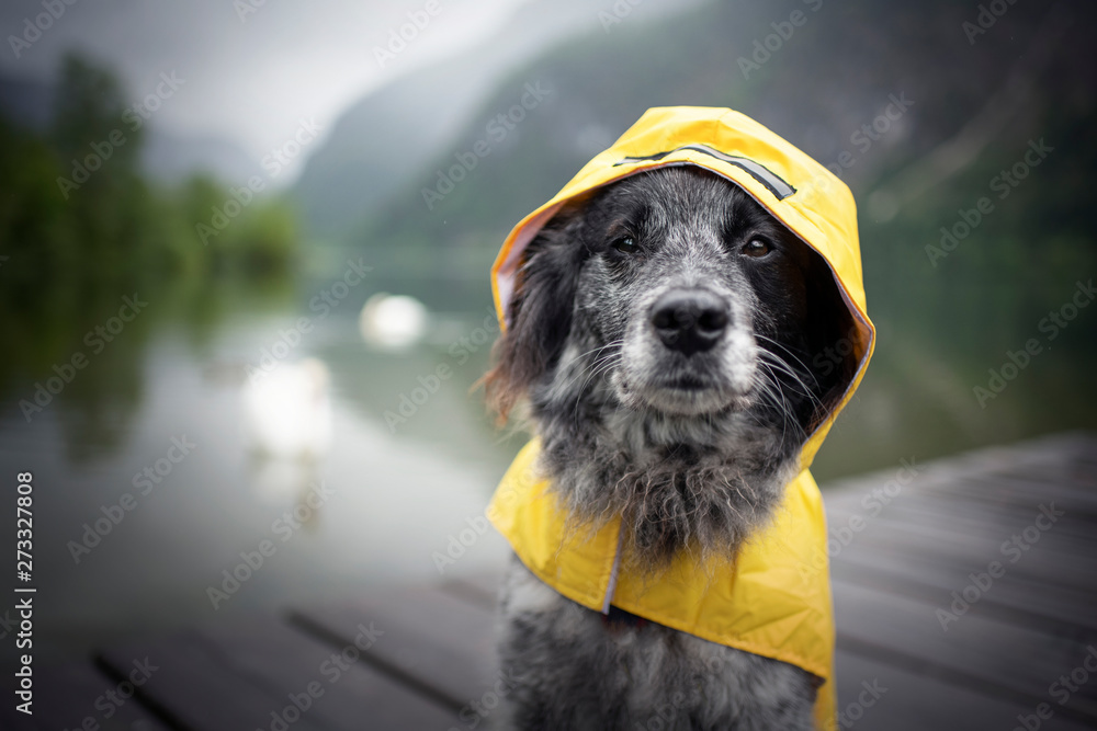 Dog with rain coat at the lake. Dog in the rain. Stock Photo | Adobe Stock