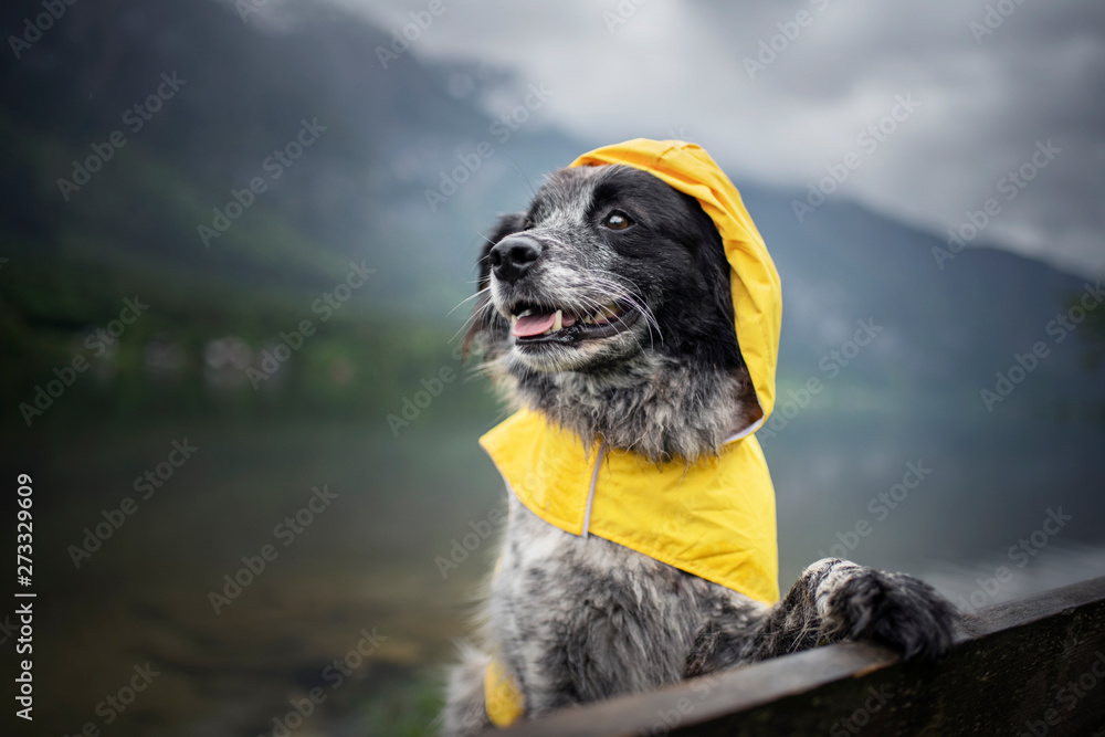 Dog with rain coat at the lake. Dog in the rain. Stock Photo | Adobe Stock