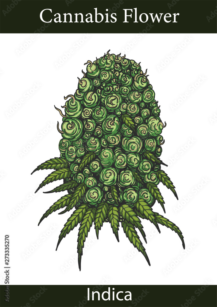 Vetor de Indica cannabis by hand drawing.Cannabis flower vector ...